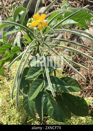 hairy senna (Senna hirsuta) Plantae Stock Photo - Alamy