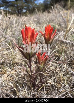 Wholeleaf Paintbrush (Castilleja integra) Plantae Stock Photo - Alamy