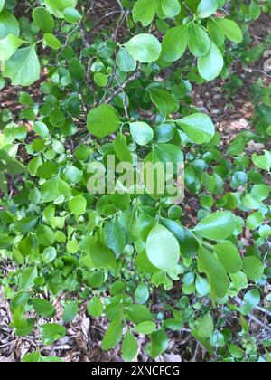 sparkleberry (Vaccinium arboreum) Plantae Stock Photo - Alamy