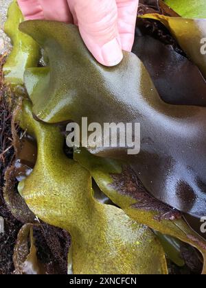 Iridescent Algae (Mazzaella) Plantae Stock Photo - Alamy