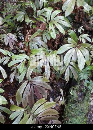 Parataniwha (Elatostema rugosum) Plantae Stock Photo - Alamy