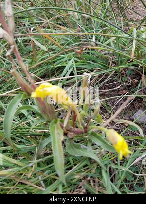 tall evening primrose (Oenothera elata) Plantae Stock Photo - Alamy