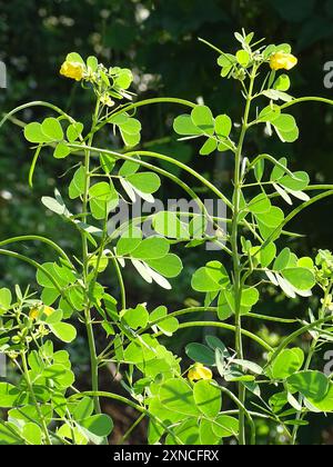 Sickle Senna (Senna tora) Plantae Stock Photo - Alamy