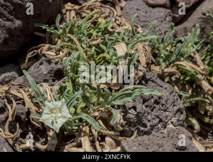 greenleaf five-eyes (Chamaesaracha coronopus) Plantae Stock Photo - Alamy