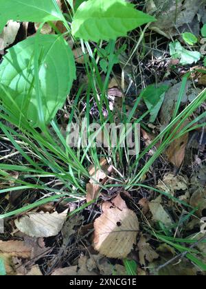 Swan's sedge (Carex swanii) Plantae Stock Photo - Alamy