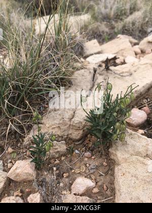 Blue Milkwort (Hebecarpa barbeyana Stock Photo - Alamy