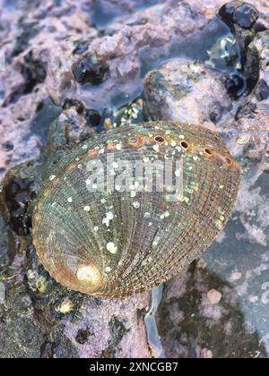 Green Abalone (Haliotis fulgens) Mollusca Stock Photo - Alamy