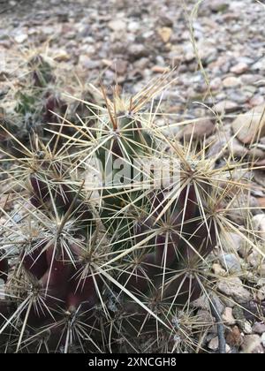 Devil Club Cholla Grusonia emoryi Stock Photo - Alamy