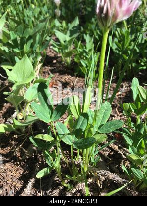 Parry Clover (Trifolium parryi Stock Photo - Alamy