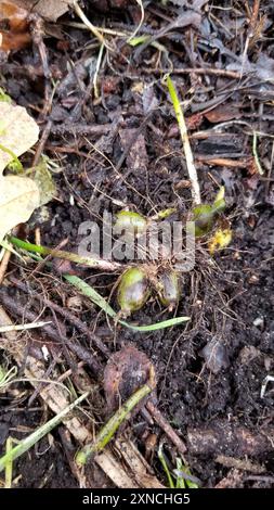 Alaska Oniongrass (Melica subulata) Plantae Stock Photo - Alamy
