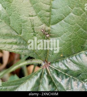 (Formica fusca) Insecta Stock Photo - Alamy