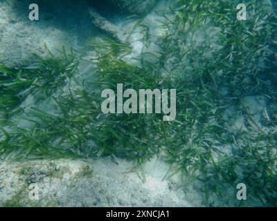 Turtle Grass (Thalassia testudinum) Plantae Stock Photo - Alamy