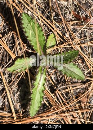 sandhill thistle (Cirsium repandum) Plantae Stock Photo - Alamy