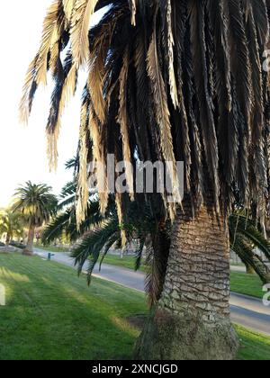 Taupata (Coprosma repens) Plantae Stock Photo - Alamy