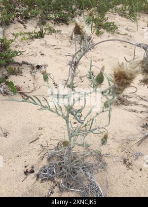 Pitcher's thistle (Cirsium pitcheri) Plantae Stock Photo - Alamy