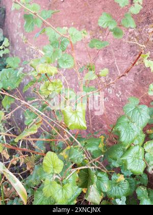 Rocky Mountain raspberry (Rubus deliciosus) Plantae Stock Photo - Alamy
