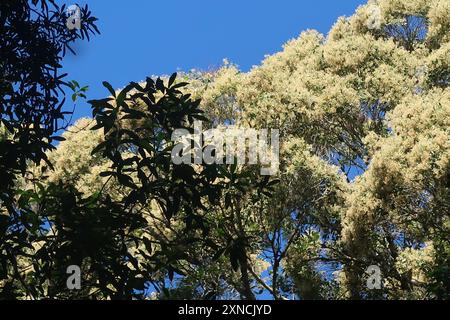 Ironwood (Olea capensis macrocarpa) Plantae Stock Photo - Alamy
