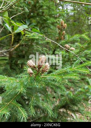 red spruce (Picea rubens) Plantae Stock Photo - Alamy