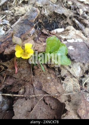 Round-leaved Violet (Viola rotundifolia) Plantae Stock Photo - Alamy