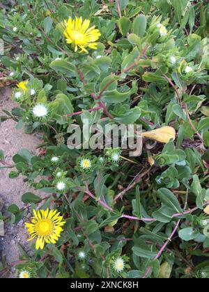 Coastal Gum Plant (Grindelia stricta platyphylla) Plantae Stock Photo ...
