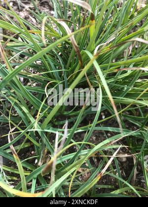 shaved sedge (Carex tonsa), Plantae, Cape Breton Island, Victoria, NS ...
