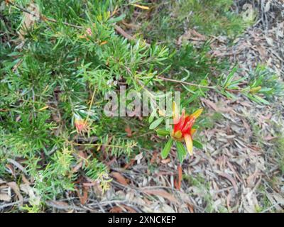 Mountain Devil (Lambertia formosa), Plantae, Beecroft Peninsula NSW ...
