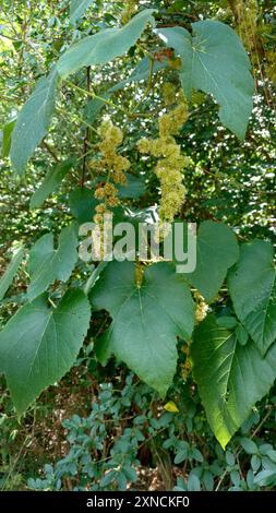 graybark grape (Vitis cinerea) Plantae Stock Photo - Alamy