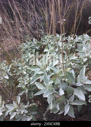 white sage (Salvia apiana) Plantae Stock Photo - Alamy