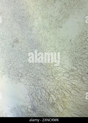 Copper Penny Fungus (Pachyella clypeata) Fungi Stock Photo - Alamy