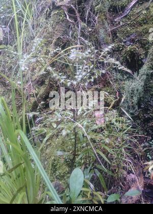 celery pine (Phyllocladus trichomanoides) Plantae Stock Photo - Alamy