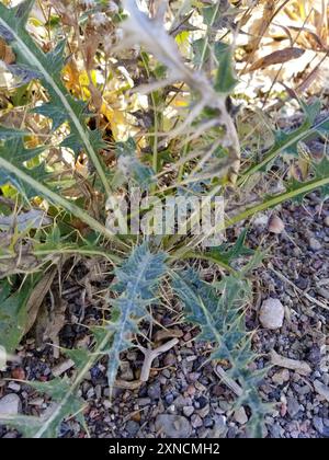 Arizona thistle (Cirsium arizonicum) Plantae Stock Photo - Alamy