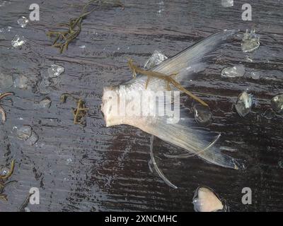 White Perch (Morone americana) Actinopterygii Stock Photo - Alamy