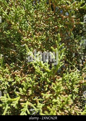 California juniper (Juniperus californica) Plantae Stock Photo - Alamy