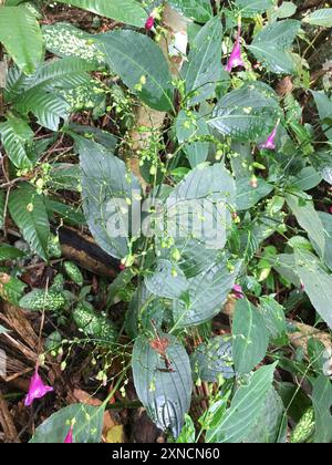 Chinese Rain Bell (Strobilanthes hamiltoniana) Plantae Stock Photo - Alamy