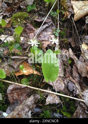 threeleaf goldthread (Coptis trifolia) Plantae Stock Photo - Alamy
