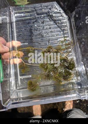 coontail (Ceratophyllum demersum) Plantae Stock Photo - Alamy
