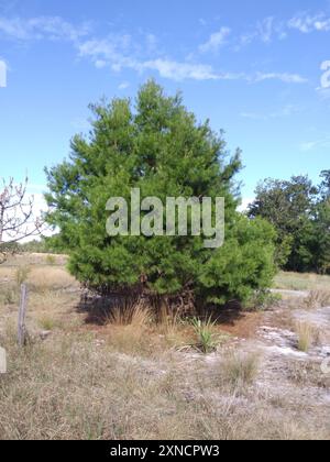 sand pine (Pinus clausa), Plantae, Boyette, Riverview, FL, USA Stock ...