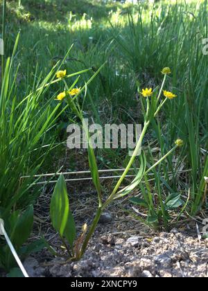 Plantainleaf Buttercup (Ranunculus alismifolius) Plantae Stock Photo ...