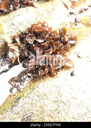 encrusting red algae (Mastocarpus) Plantae Stock Photo - Alamy