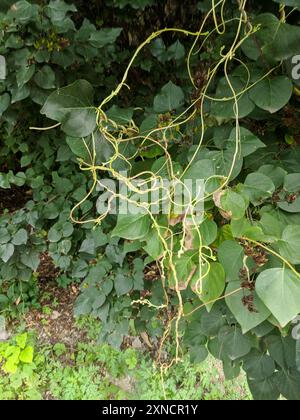 Cuscuta japonica Cuscuta japonica Stock Photo - Alamy