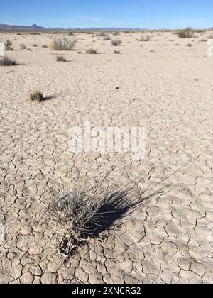 Alkali Sacaton (Sporobolus airoides) Plantae Stock Photo - Alamy