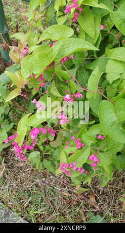 Coral Vine (Antigonon leptopus), Plantae, La Paz, MX-BS, MX Stock Photo ...