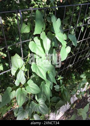 Chinese yam (Dioscorea polystachya) Plantae Stock Photo - Alamy