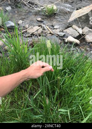 Creeping Foxtail (Alopecurus arundinaceus) Plantae Stock Photo - Alamy