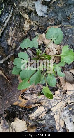 small-flowered buttercup (Ranunculus abortivus) Plantae Stock Photo - Alamy