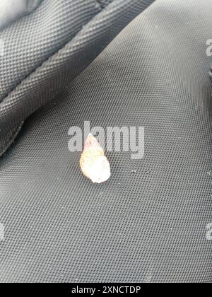 Threeline Mudsnail (Ilyanassa trivittata) Mollusca Stock Photo - Alamy