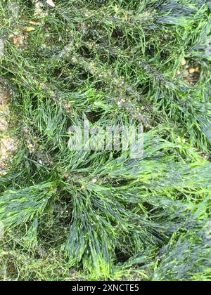 green rope (Acrosiphonia coalita) Plantae Stock Photo - Alamy