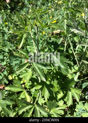 Subalpine Larkspur (Delphinium occidentale), Plantae, Cassia County, ID ...
