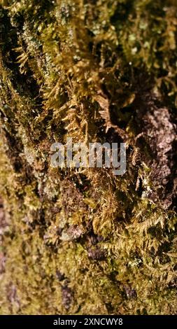 joint-toothed mosses (Bryopsida) Plantae Stock Photo - Alamy
