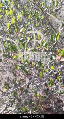 smooth mountain mahogany (Cercocarpus minutiflorus) Plantae Stock Photo ...